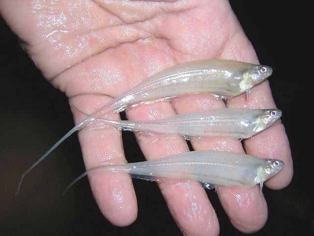 Bildergalerie - Eigenmannia virescens