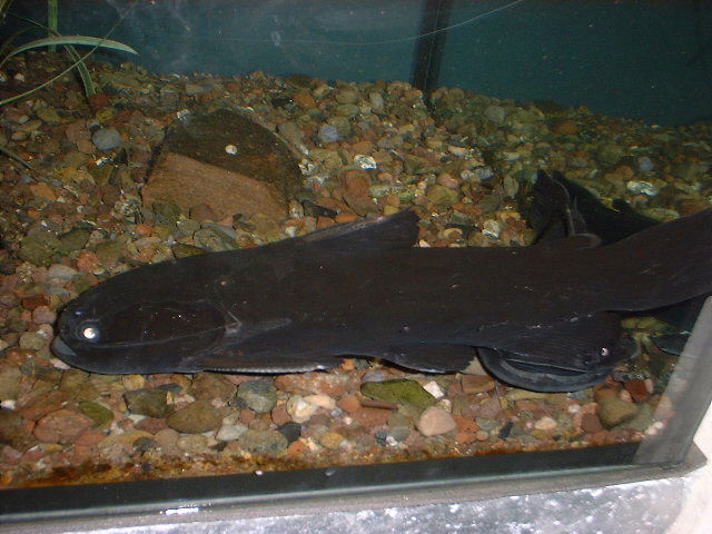 Bildergalerie - Raubwelse - Trachycorystes trachycorystes